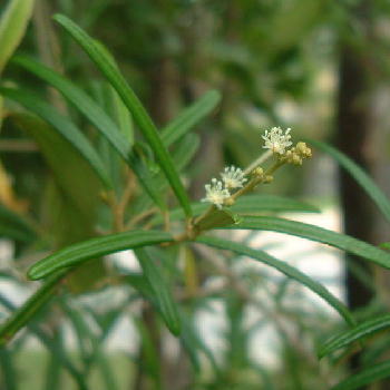 Croton linearis / Rosemary